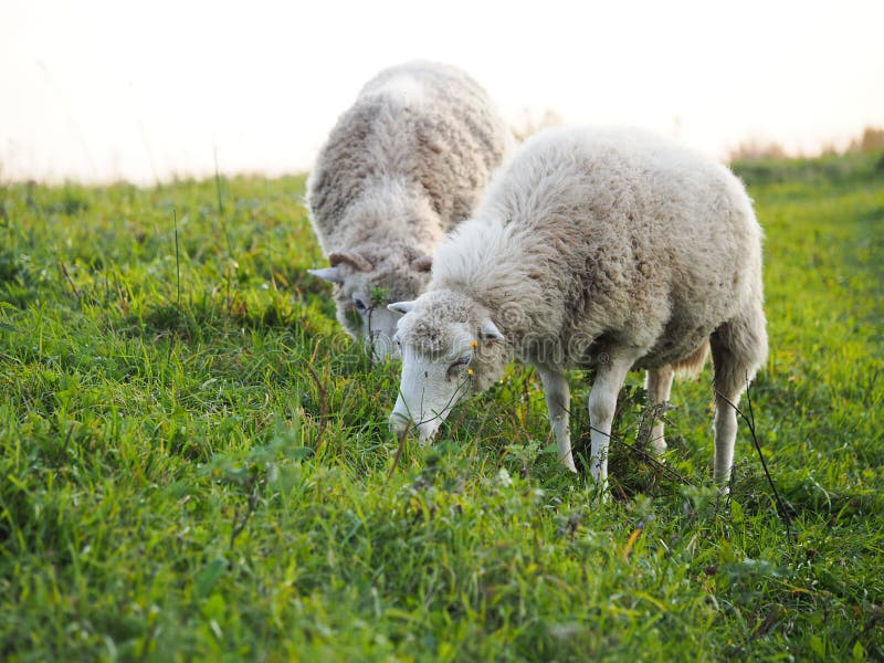 Sheep graze in the pasture stock image. Image of wool - 202167617