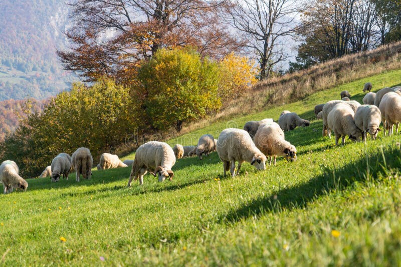 Sheep graze in a pasture stock image. Image of meadow - 267239205