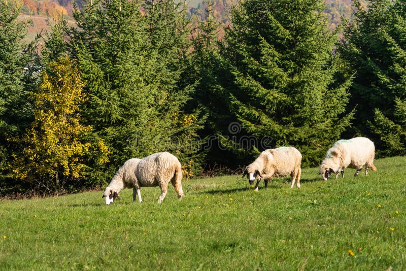 Sheep graze in a pasture stock image. Image of grazing - 284046977