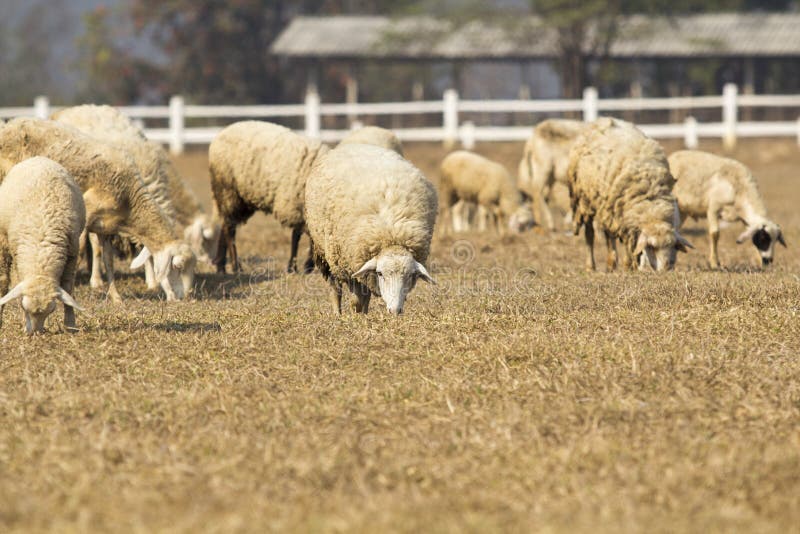 Sheep Grazed on a Dry Field in Summer Stock Photo - Image of country ...