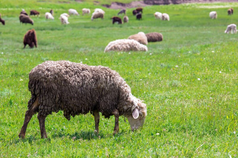 The Sheep Grazed on a Lawn. Stock Image - Image of grazing, nature ...