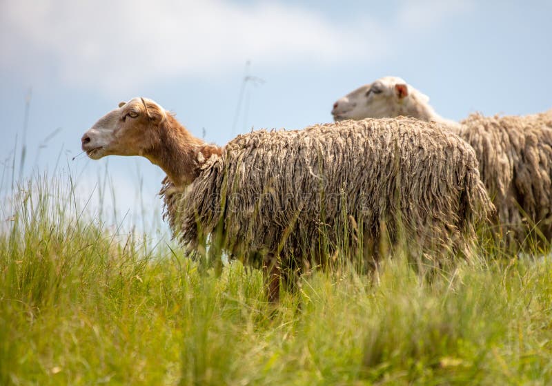 Sheep Grazes in Green Grass. Stock Photo - Image of vivid, rural: 266799042