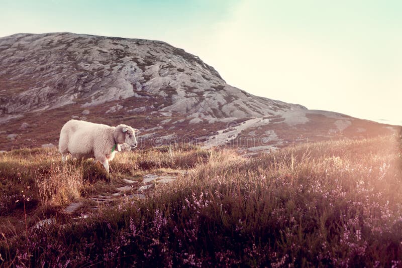A Sheep Grazes in the Mountains at Sunset Stock Photo - Image of bright ...
