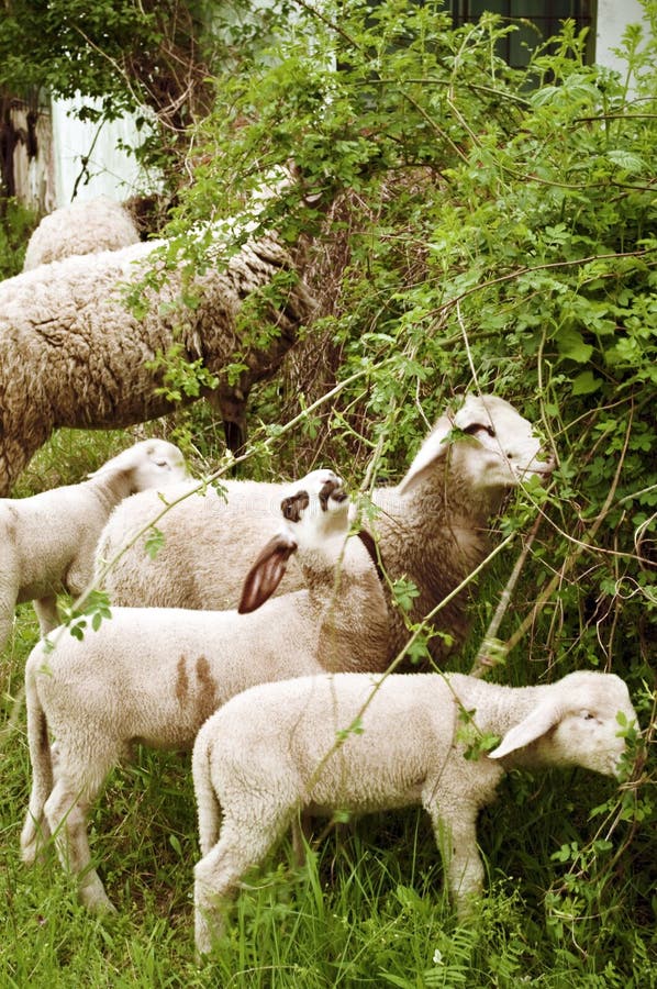 Sheep grazing stock image. Image of pasture, field, green - 151747191