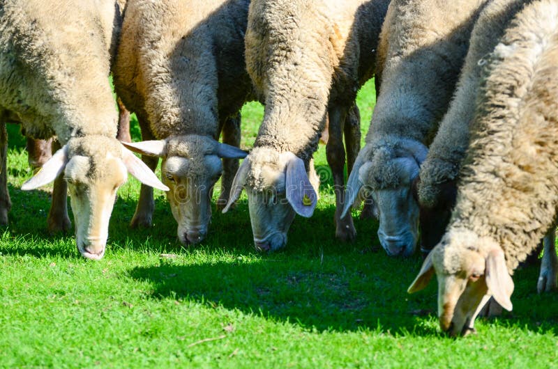 Sheep grazing stock image. Image of farm, animals, canine - 151747199