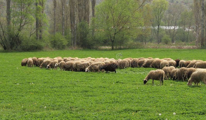 Sheep on a Montefalco Farm in Umbria, Italy Stock Image - Image of ...