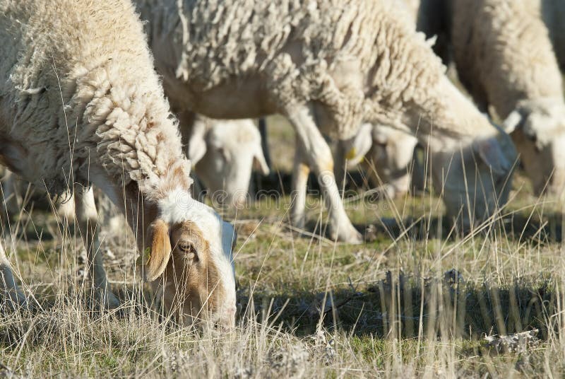 Sheep grazing. stock photo. Image of lamb, food, livestock - 24097814