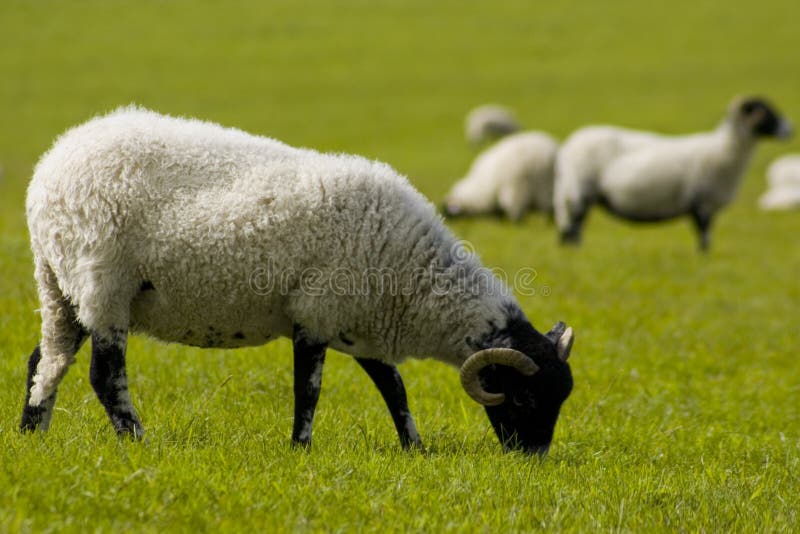 Grazing sheep. stock photo. Image of sunset, together - 3856438