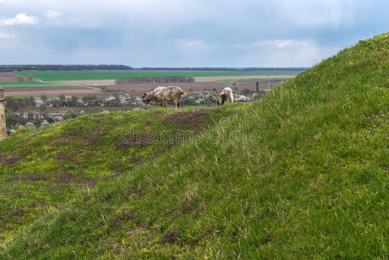 Sheep Grazing Along the River and Near the Castle Wall Stock Image ...
