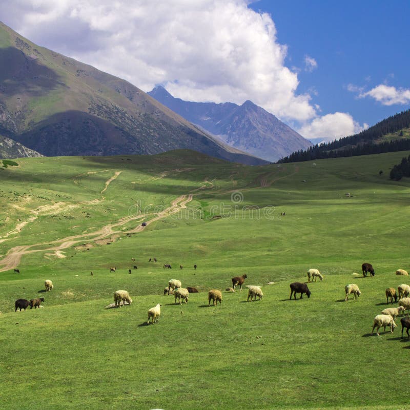 Sheep Grazing in the Alpine Meadows in the Mountains Stock Photo ...