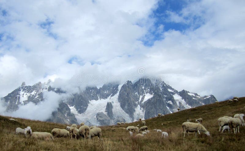 Sheep in the Alps, Slovenia Stock Photo - Image of rocky, hungry: 27228086