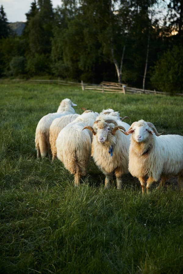 Sheep Grazing in a Beautiful Landscape. Summer Sunset Warm Light Stock ...