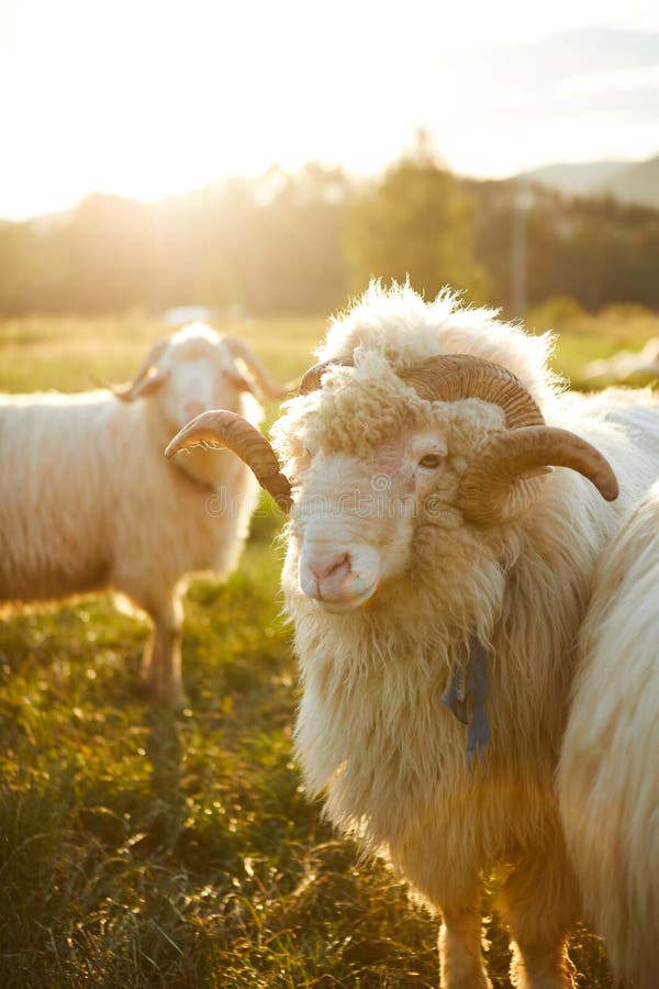 Sheep Grazing in a Beautiful Landscape. Summer Sunset Warm Light Stock ...