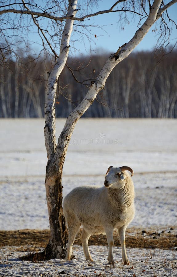 Sheep grazing stock photo. Image of lamb, winter, grazing - 39803944