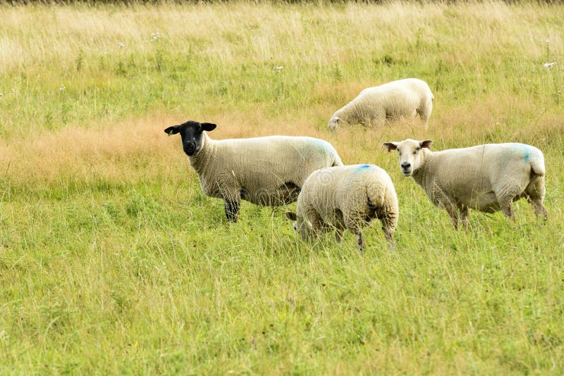 Red Sheep, Cornwall, Southwest England Stock Photo - Image of sheep ...