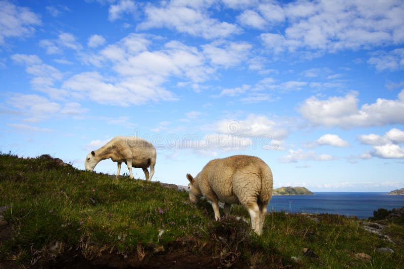 Sheep Grazing in Countryside Stock Image - Image of grazing, highlands ...