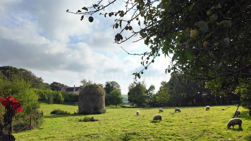 Sheep Grazing in a Devonshire Field. UK. Stock Video - Video of english ...