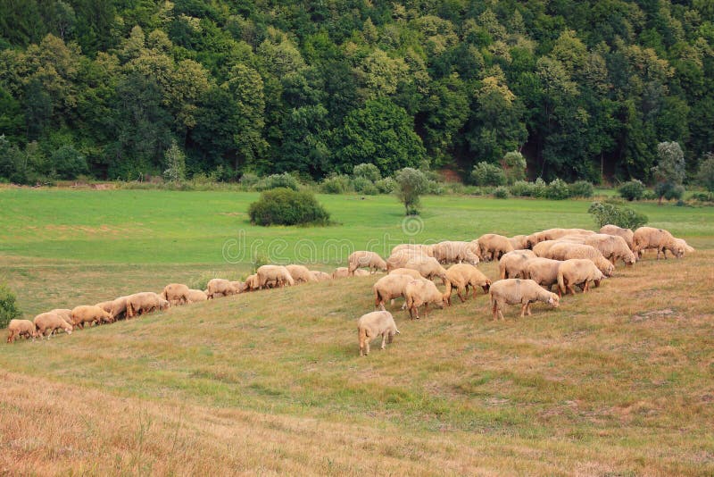 Sheep Grazing at the Edge of Forest Stock Photo - Image of group, feed ...