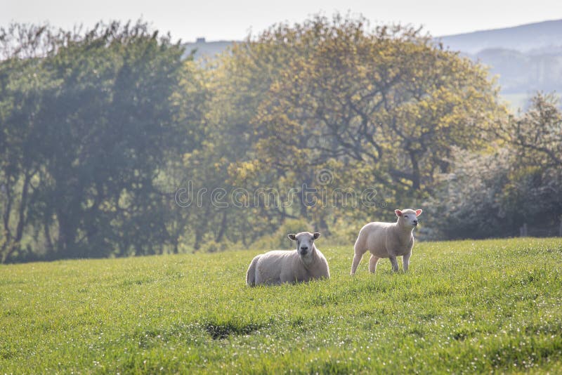 Beautiful English Countryside in Spring. Stock Image - Image of orange ...