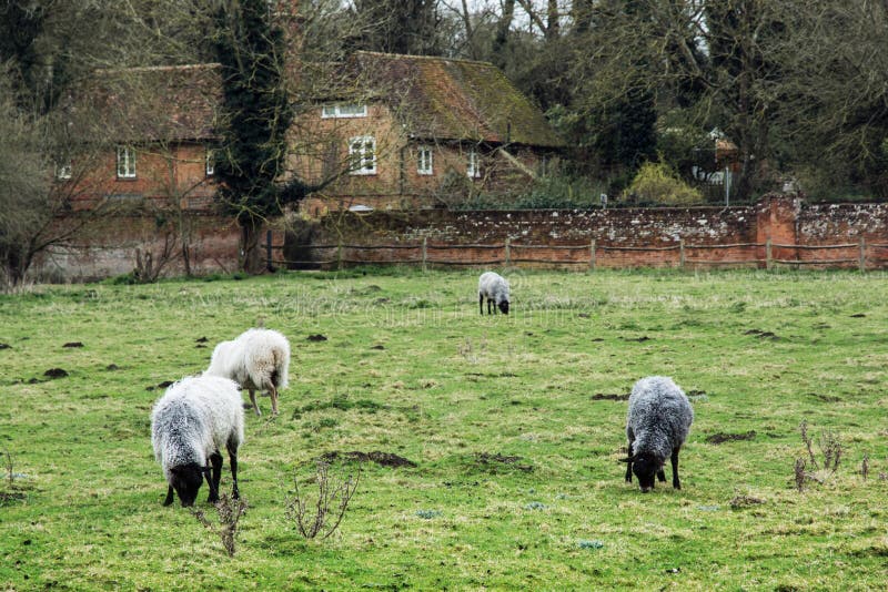 Sheep Grazing in the English Countryside Stock Image - Image of meadow ...