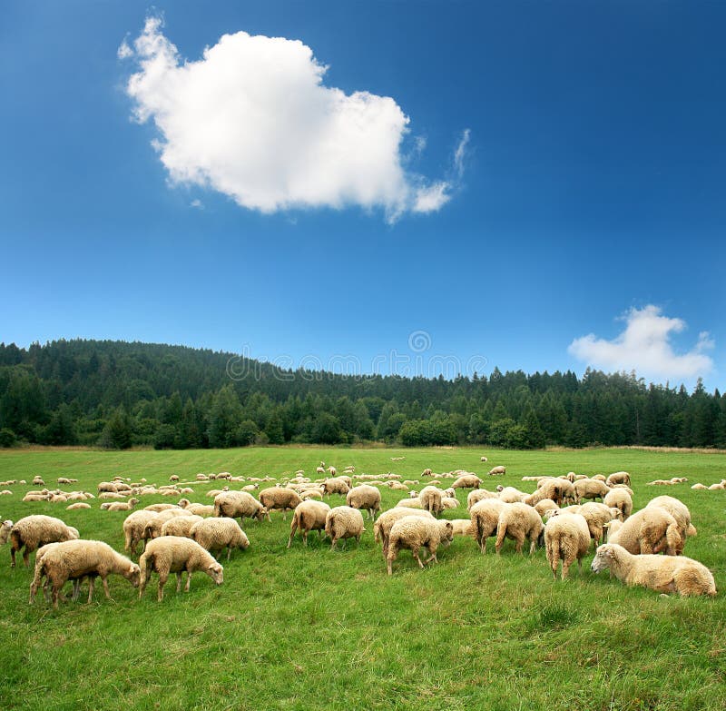 Sheep on a Montefalco Farm in Umbria, Italy Stock Image - Image of ...