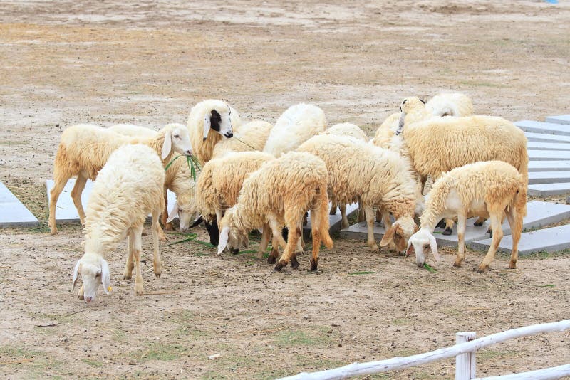 Scared Sheep stock photo. Image of feed, flock, fearful - 1632486