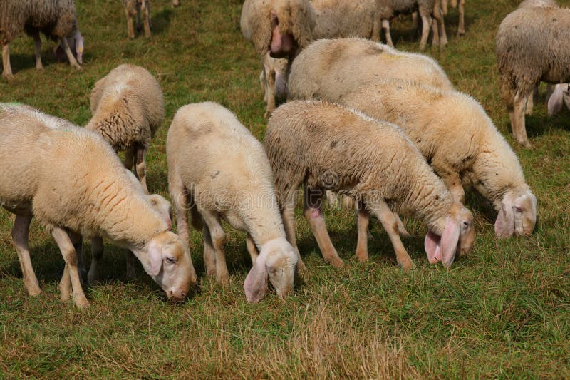 Sheep Grazing and Feeding on Grass in a Farm for Wool Production Stock ...