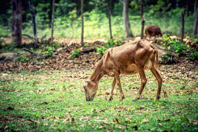 The sheep stock photo. Image of grass, cuban, space, summer - 94433758
