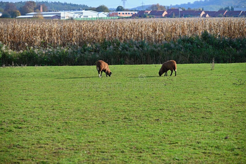 Sheep Grazing in the Field. Concept for Animals and Agriculture Stock ...
