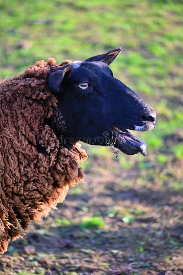 Sheep Grazing in the Field. Concept for Animals and Agriculture Stock ...