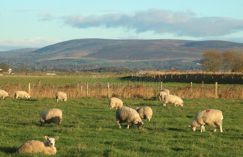 Sheep Grazing in Field Distant Fells Lancashire Stock Image - Image of ...