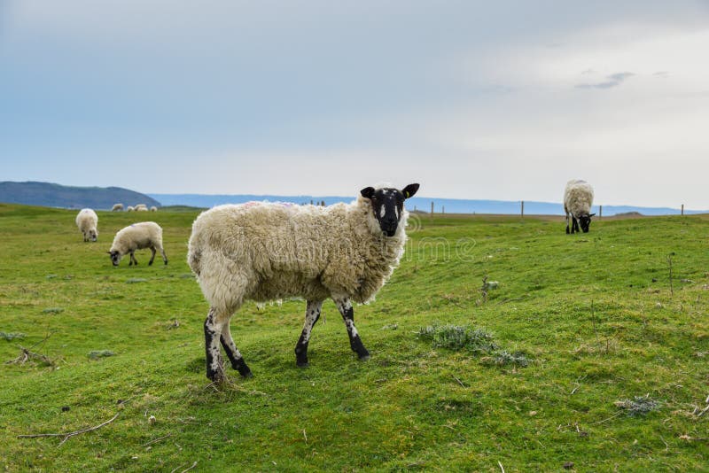 Sheep Grazing in a Field they are Free Range and Can Roam Around the ...