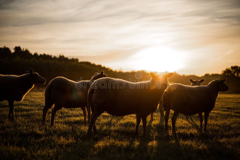 Sheep Grazing in a Field at Sunset Stock Image - Image of sunset ...