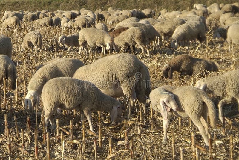 Sheep grazing stock image. Image of crowd, furry, pasture - 82303933