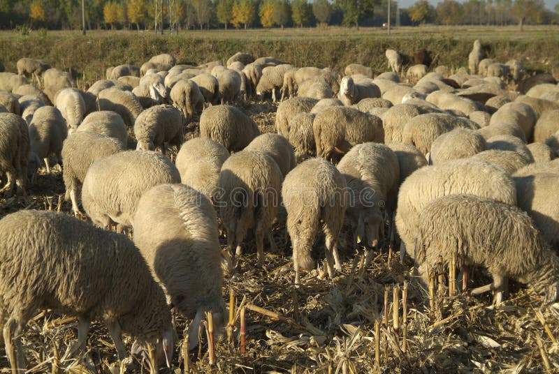 Sheep grazing stock photo. Image of pattern, portrait - 82309120