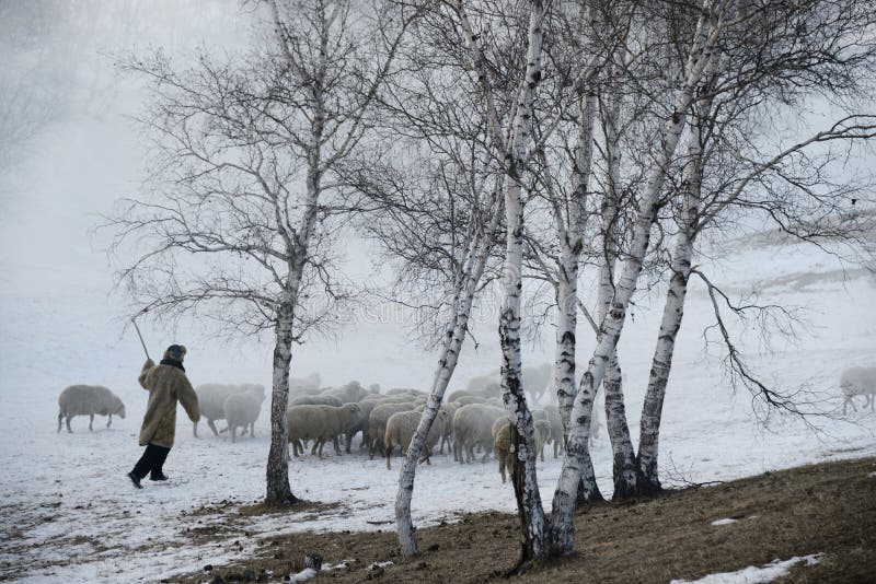 Sheep grazing editorial photography. Image of eating - 39803762