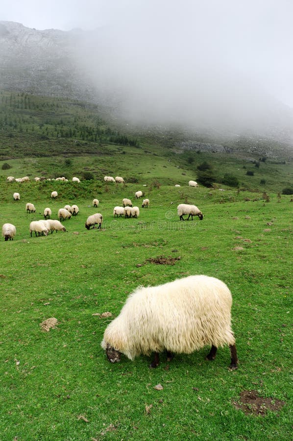 Sheep grazing stock photo. Image of hill, sheep, countryside - 33719738