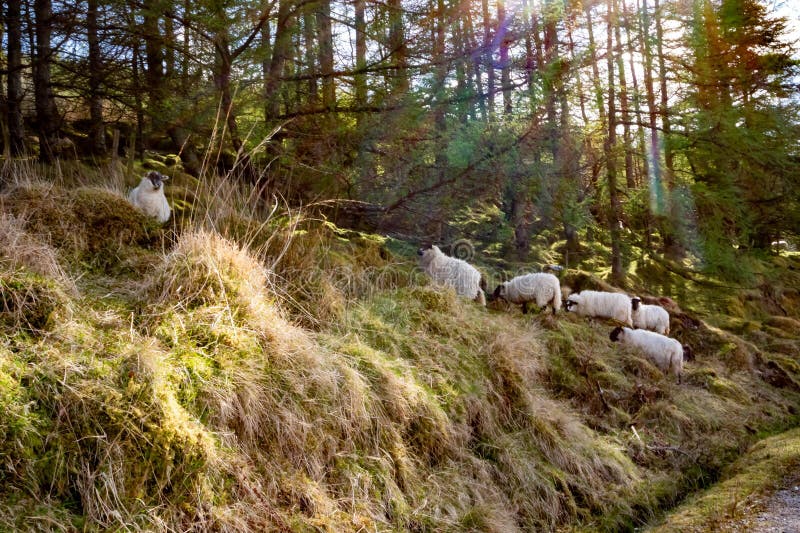 Sheep Grazing in Forest in County Donegal, Ireland Stock Photo - Image ...
