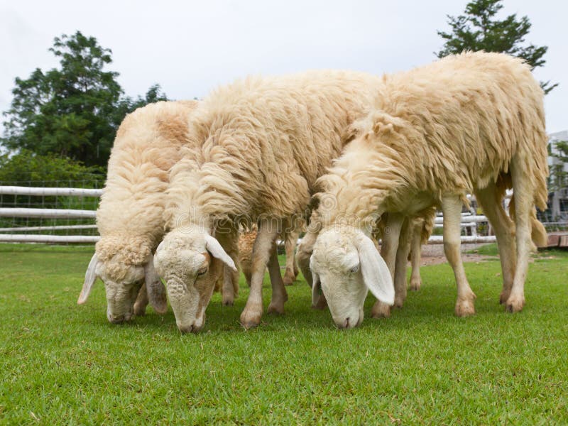 Sheep Grazing Fresh Green Grass in Farm Stock Photo - Image of natural ...