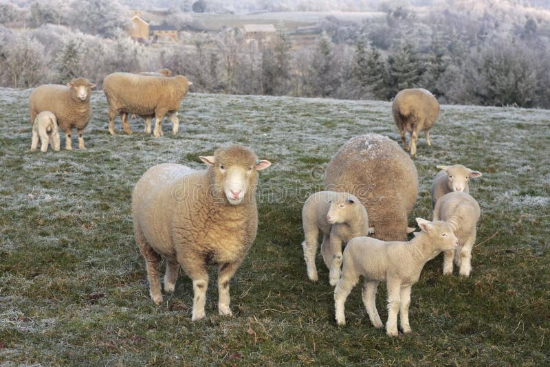 Sheep Grazing Frosty Winter Countryside Stock Image - Image of healthy ...