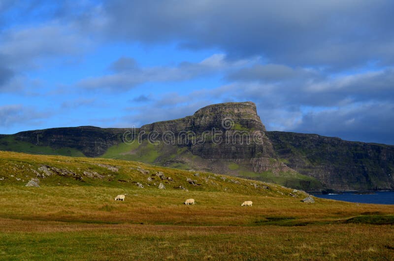 Sheep Grazing on the Grass at Neist Point in Scotland Stock Image ...