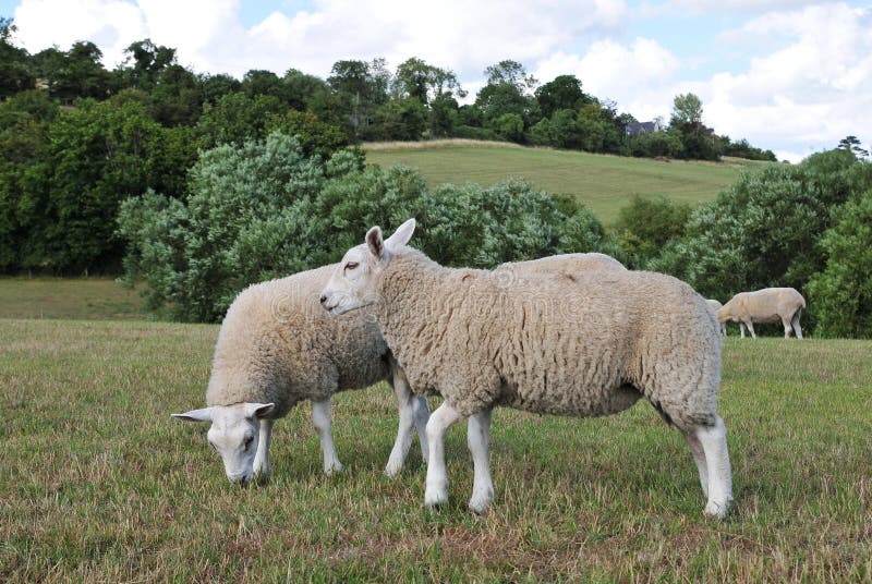 Sheeps stock image. Image of nature, stockbreeding, wool - 14269723