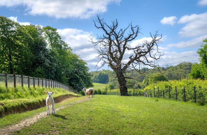 Sheep Grazing in a Green Field with a Twisted Tree on the Cotswold Way ...