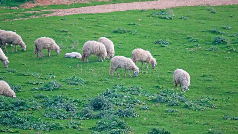 Sheep grazing in the green stock image. Image of grazing - 39726331