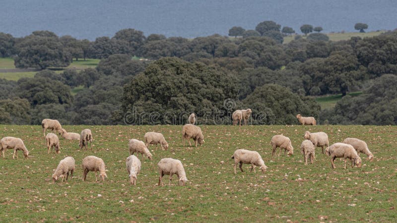 Pasto 4k Texture Stock Photos - Free & Royalty-Free Stock Photos from ...