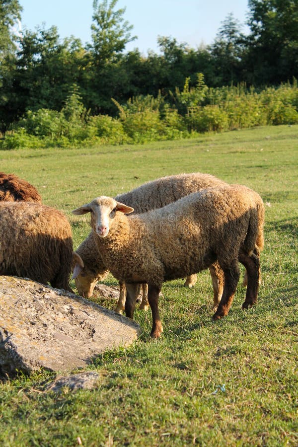 Sheep Grazing on Green Meadow at Sunset. Flock of Sheep Resting on ...
