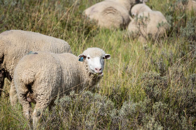 Free Range Sheep Grazing on Hillside in Idaho. Stock Image - Image of ...