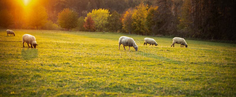 Flock of Sheep in a Lush Green Pasture Stock Image - Image of lush ...