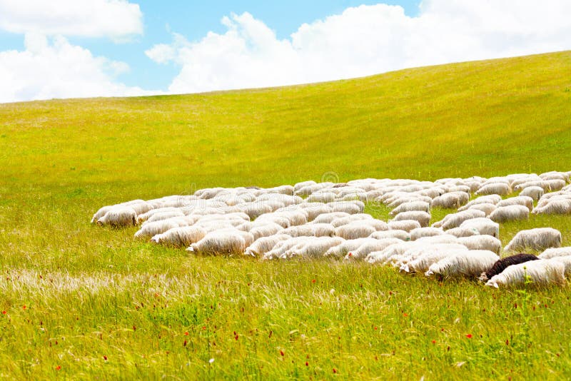 Sheep grazing stock photo. Image of outdoors, farm, graze - 34945864