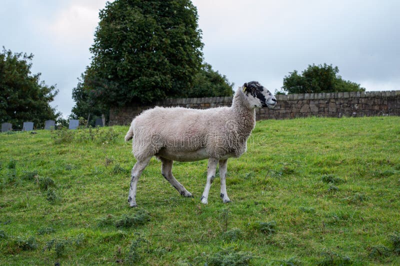 A Sheep Grazing in a Meadow Stock Image - Image of wildlife, field ...